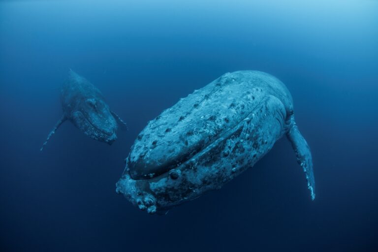 Quelles sont les plus belles îles à visiter au Cap-Vert