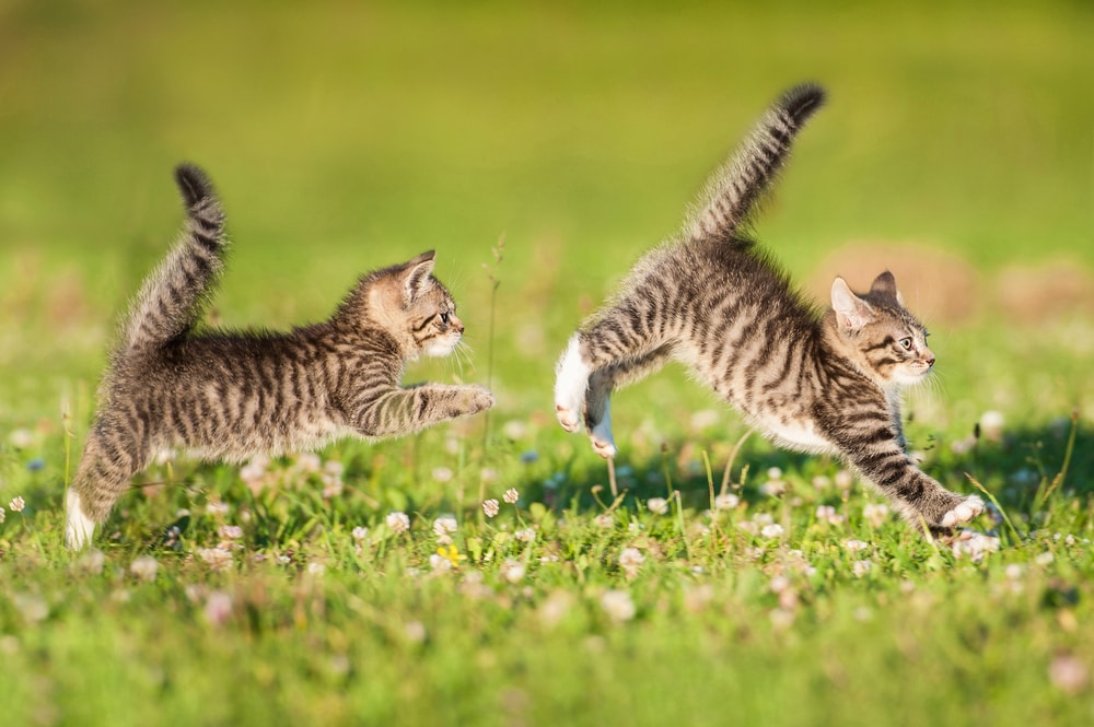 Quels exercices fonctionnels pour se garder en forme avec son animal