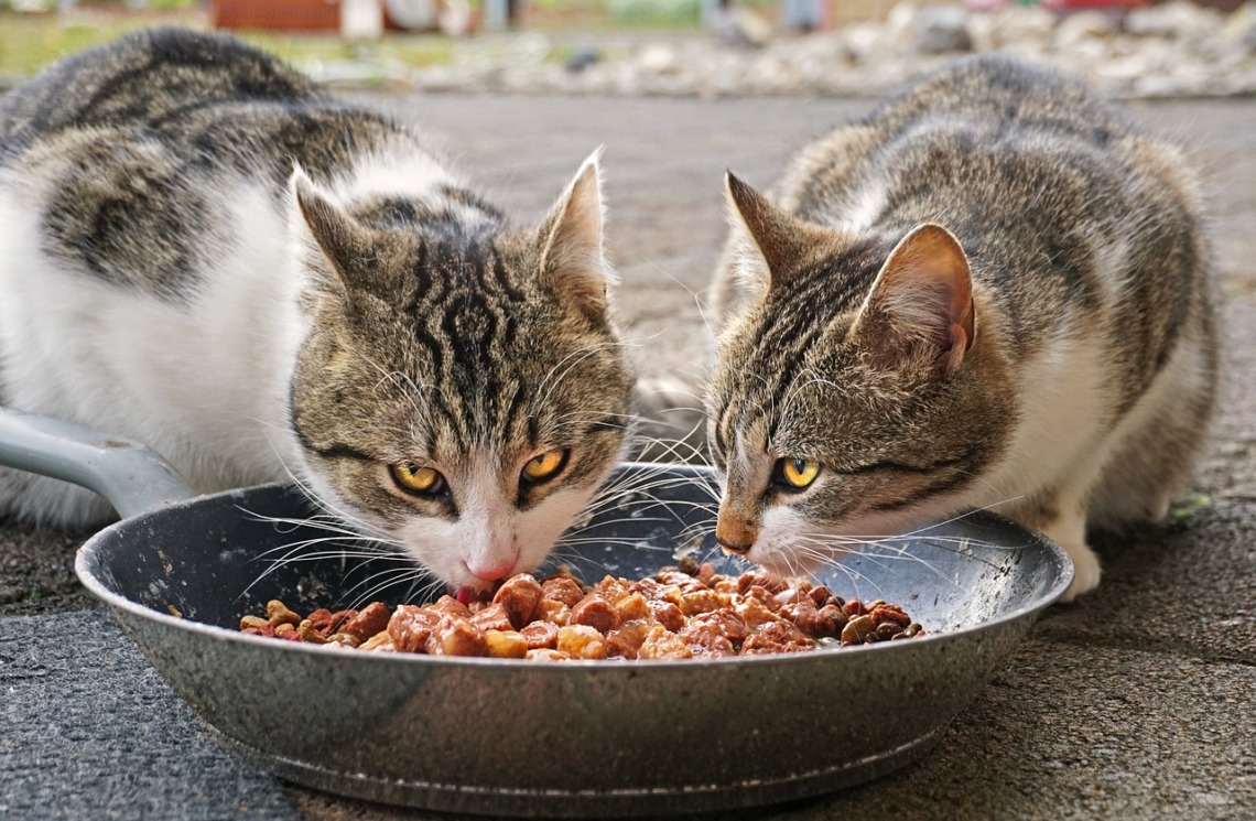 Aliments adaptés à l’espèce pour une vie de chat saine et vitale