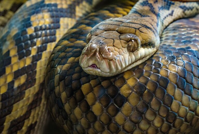 Le python réticulé : le plus grand serpent jamais capturé en vidéo