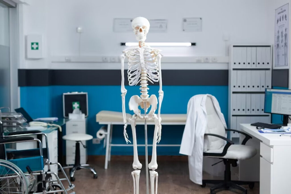 Comptez-vous le nombre d'os dans le corps humain