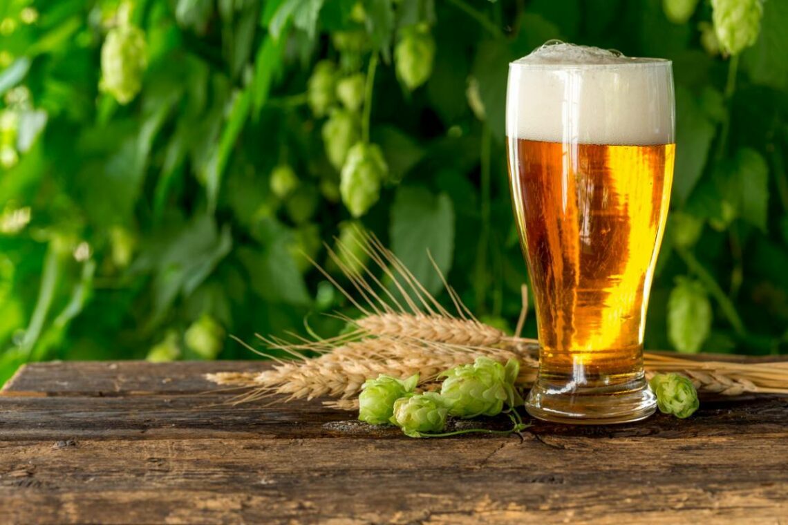 Brassez votre propre bière : comment choisir le bon houblon