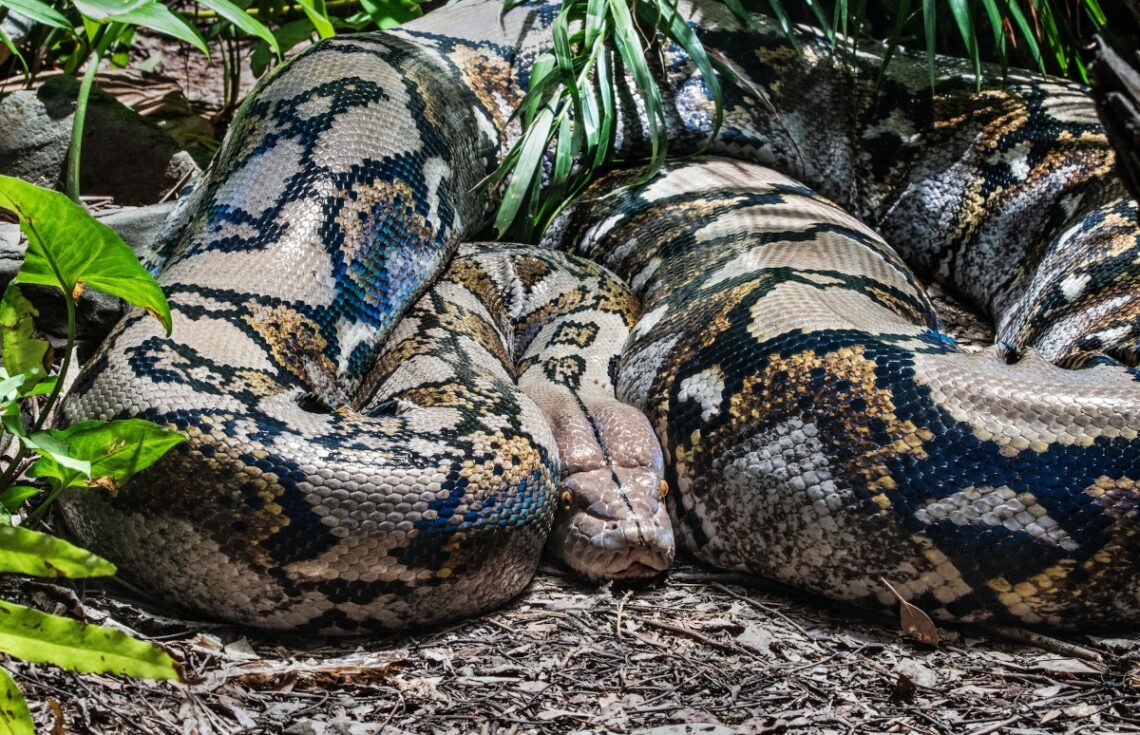 Le python réticulé : le plus grand serpent jamais capturé en vidéo